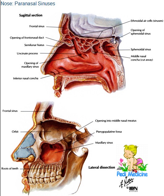 Nasal Anatomy And Physiology Human Nose Anatomy Photos And Images